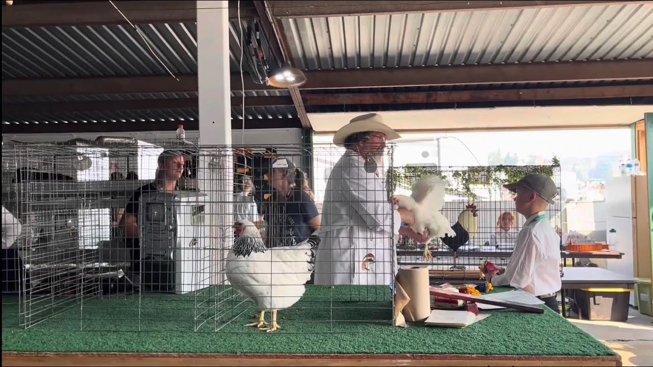 The chicken contest. #Northwest Montana Fair. - YouTube