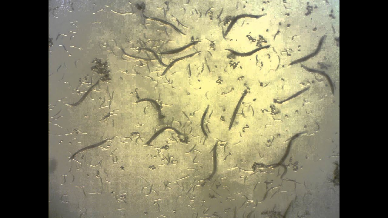 Caenorhabditis elegans in 100 mM ethanol - YouTube