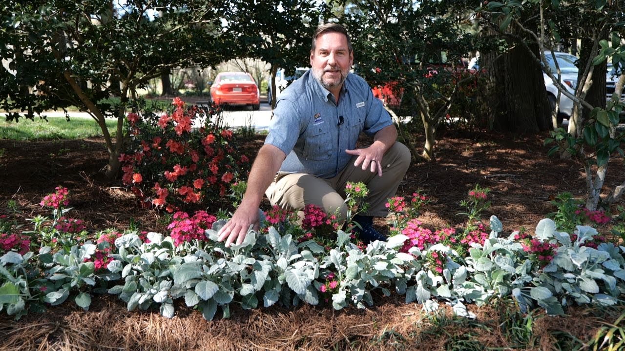 Get It Growing: Super Plant dusty miller is cold hardy plant for ...