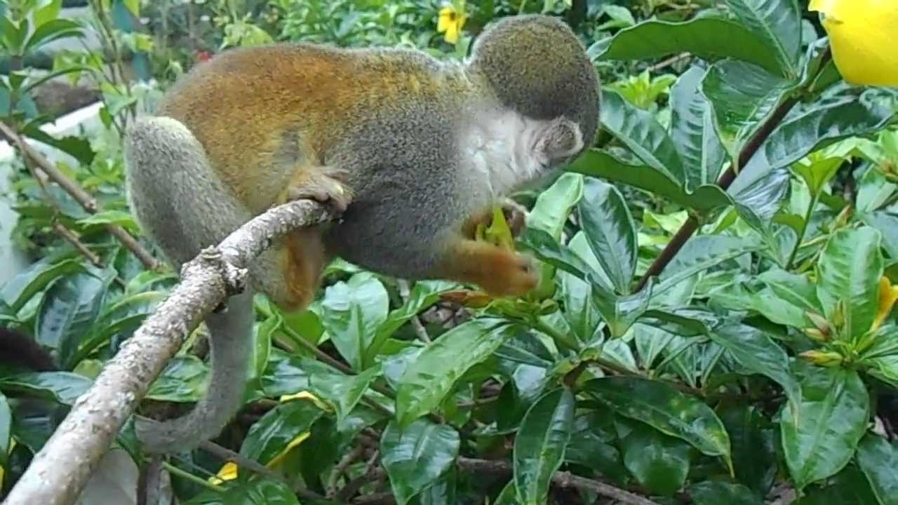 Video de Mono ardilla o Mono payaso. Zoo Refugio El Eden. - Puyo ...