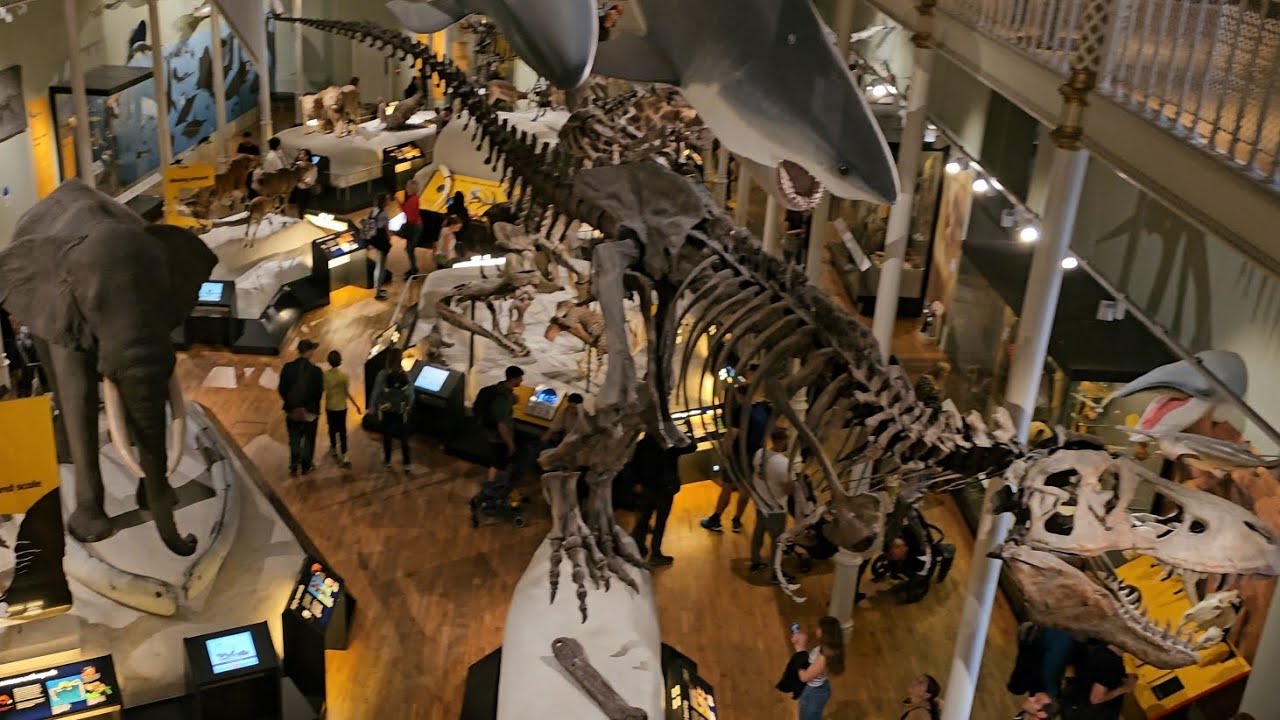Wide View Across the Animal Gallery - National Museum of Scotland ...