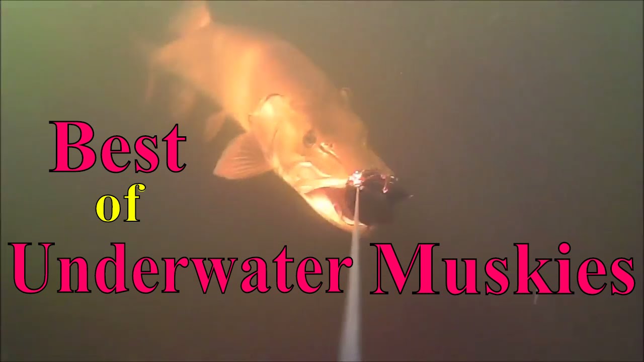 Water Wolf Underwater Camera Muskie Compilation-2016 - YouTube