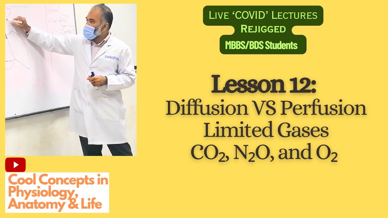 15. Diffusion VS Perfusion Limited Gases | 1st Year MBBS - YouTube