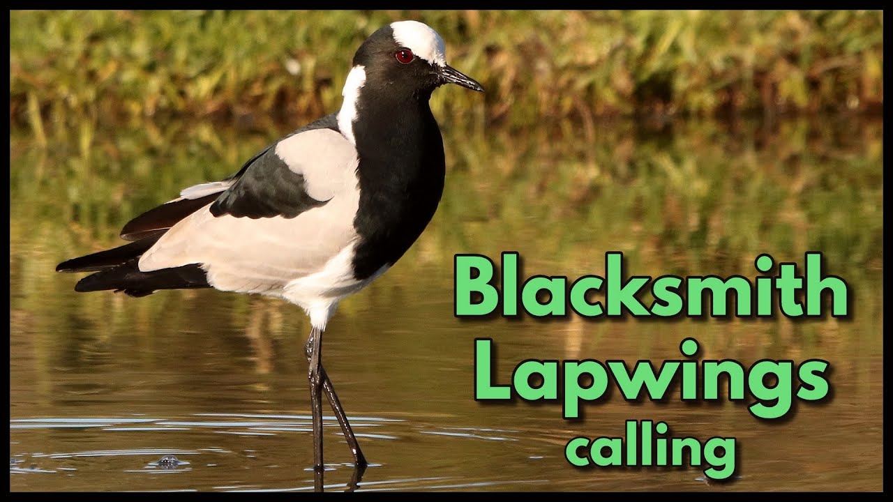 BLACKSMITH LAPWING calls - the typical 'anvil' call and the territorial ...