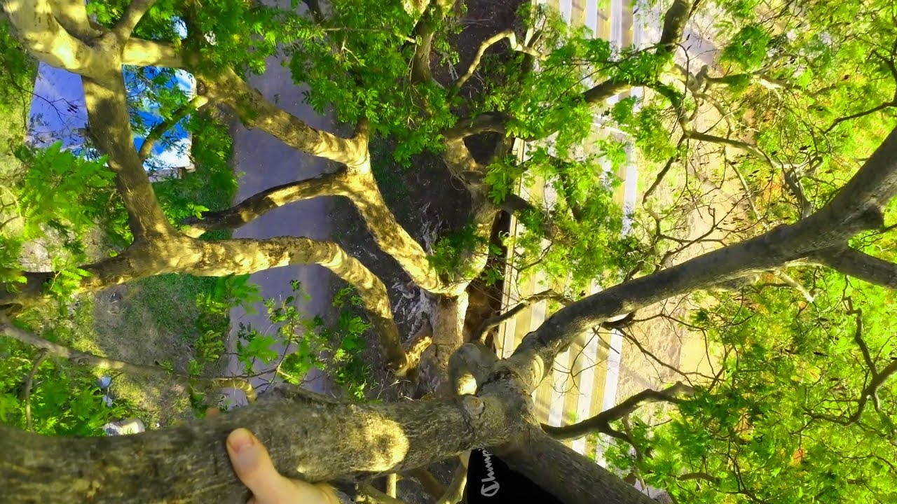 Exploring this "Dome-Like" False Tamarind Tree - YouTube