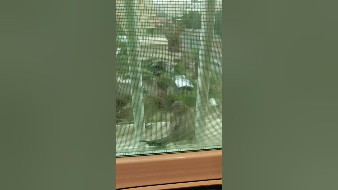 Birds Kissing YouTube birds-kissing-youtube