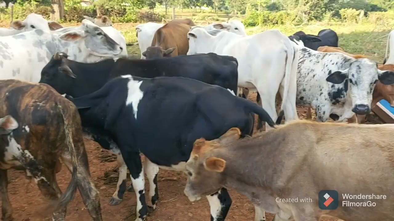 BEZERRO NELORE DE DESMAMA QUANTO TA VALENDO YouTube bezerro-nelore-de-desmama-quanto-ta-valendo-youtube