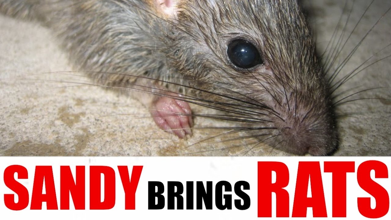 Hurricane Sandy Could Cause Rat Infestations - YouTube