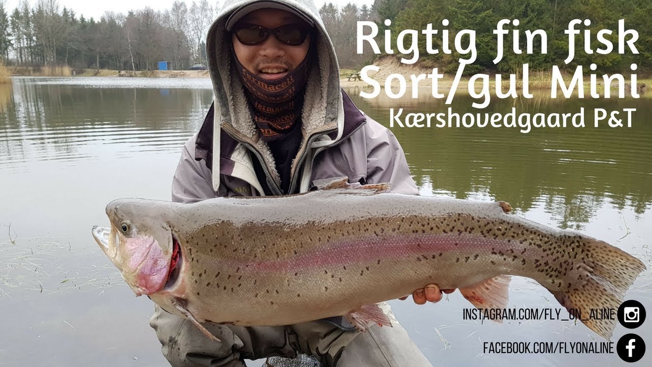 Rigtig fin fisk på "Sort/Gul Mini" - Kærshovedgaard P&T - YouTube