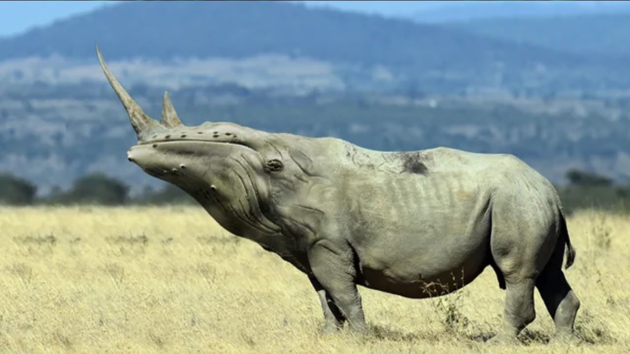 [INSANE DEMON] Crying Souls by Knobbelboy - 100% (Geometry Dash) - YouTube