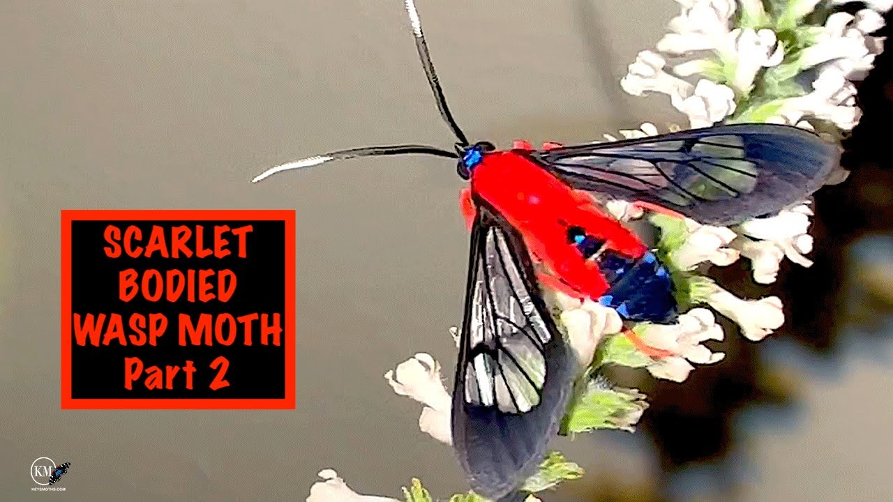 BREEDING SCARLET BODIED WASP MOTHS PART 2 - YouTube