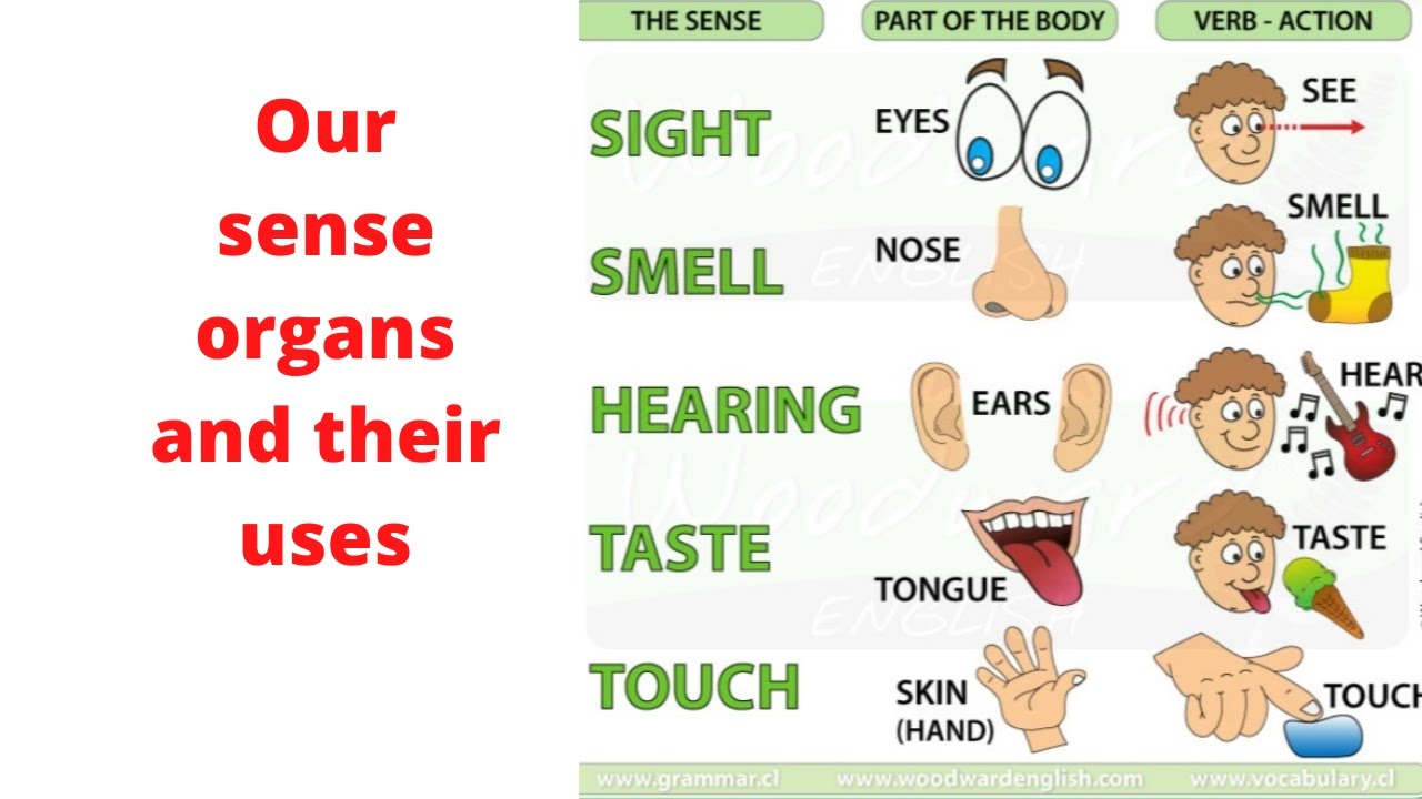 Our Sense Organs learn About Five Sense Organs An Their Uses Five our-sense-organs-learn-about-five-sense-organs-an-their-uses-five