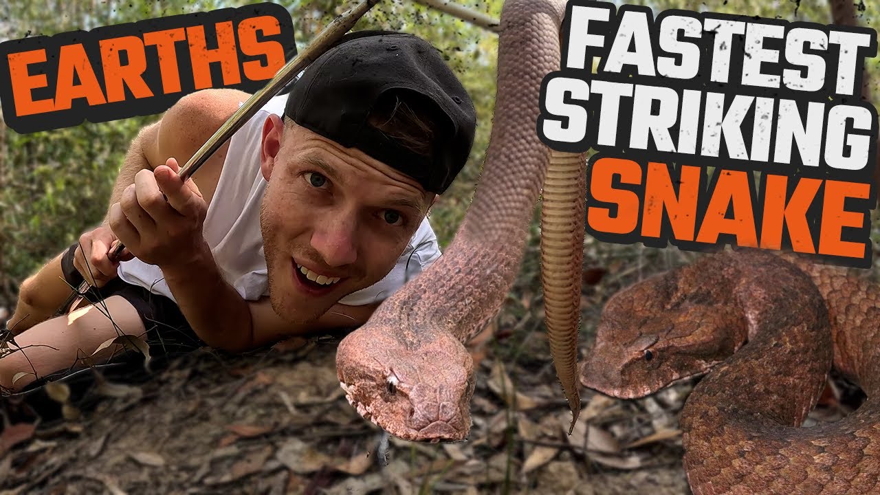 I CAUGHT THE FASTEST STRIKING SNAKE ON EARTH | COMMON DEATH ADDER - YouTube