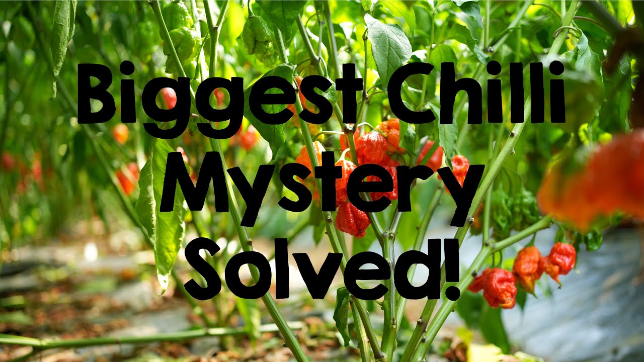 The World's Biggest Chilli Mystery...Solved! - YouTube