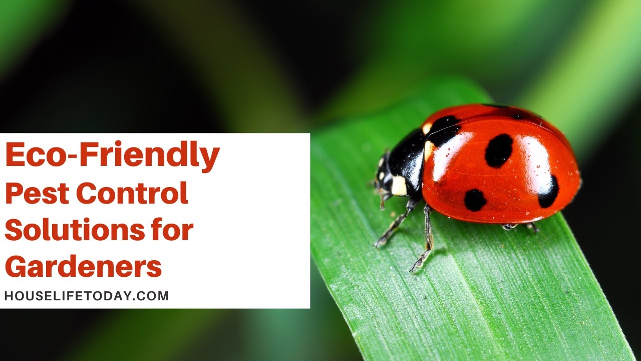 Eco-Friendly Pest Control Methods For Gardeners - YouTube