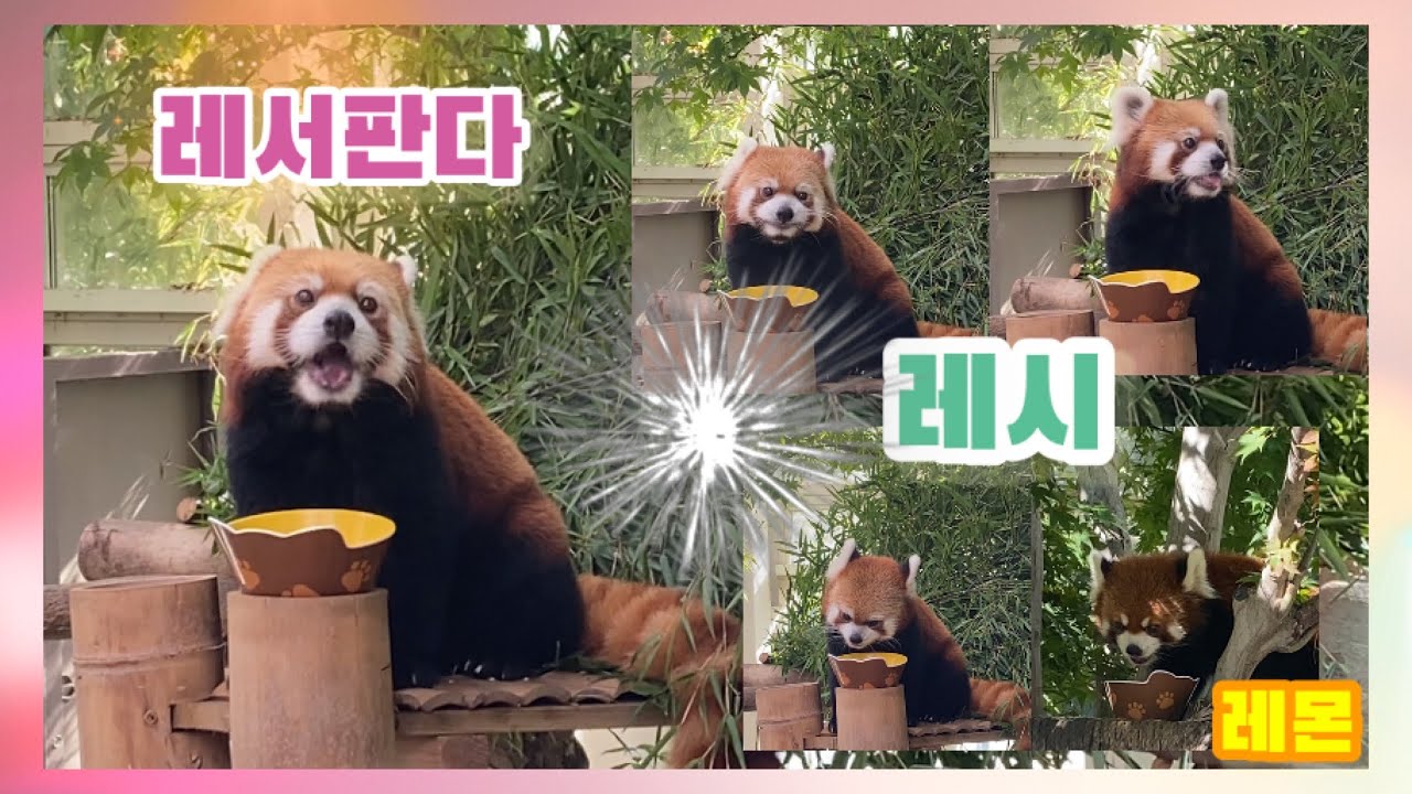 안녕하세요 레서판다 레시입니다. 과일 간식 먹는 레시 레몬 (Everland Red panda.) - YouTube