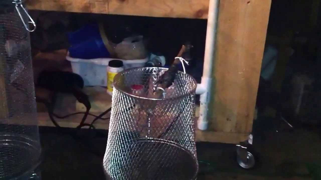 Gees eel pot - YouTube