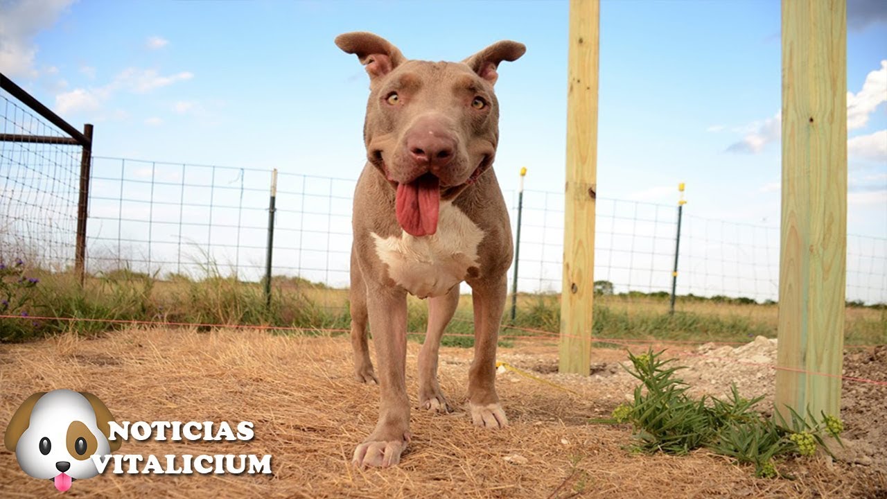 La CARA de este perro IMPACTO a MILES en las REDES SOCIALES - YouTube