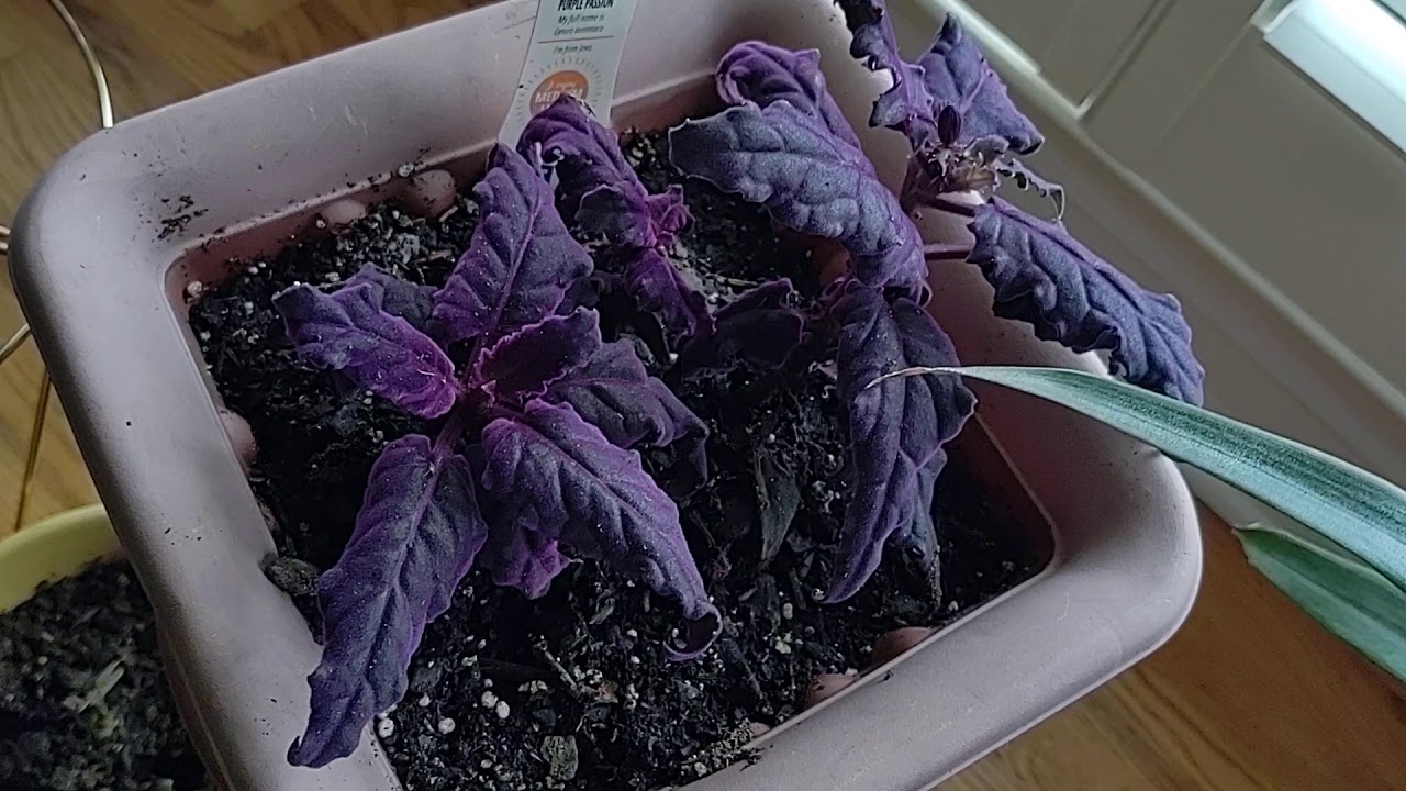 ALLHUMDO LILLAH, SUBHAN ALLAH : ALl PURPLE VIOLET FLOWERS ARE NOW ALIVE ...