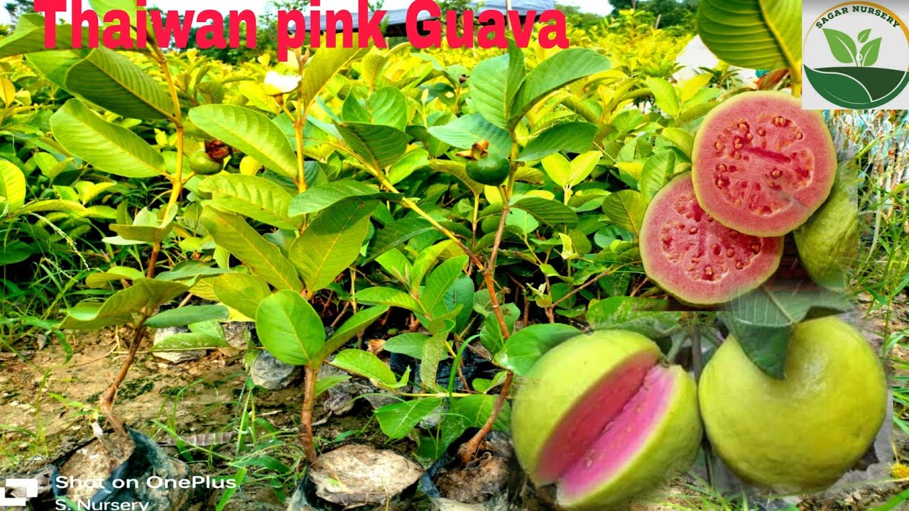 taiwan pink Guava farming / Pink Guava ka kheti // पिंक गोवा का बागवानी ...