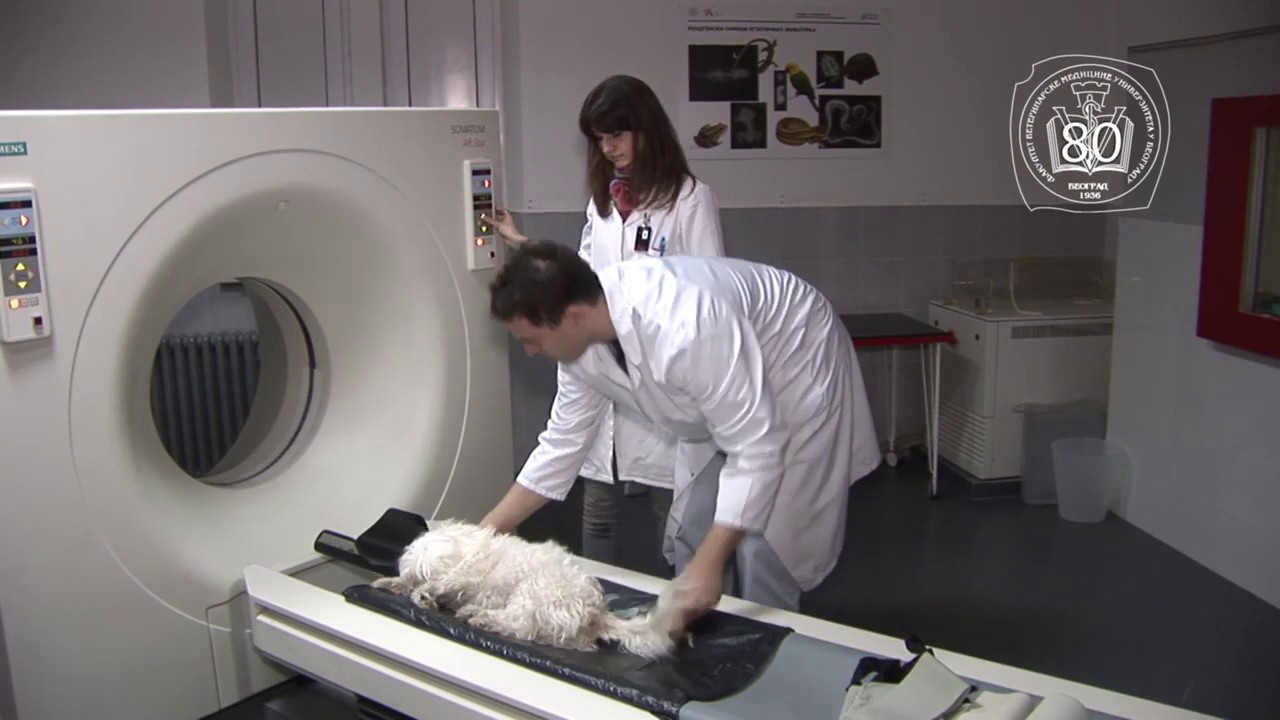 Fakultet veterinarske medicine - YouTube