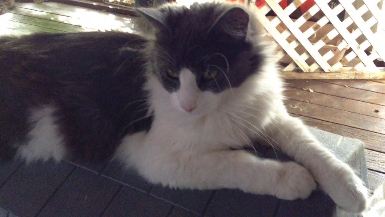 cute pets in California - YouTube