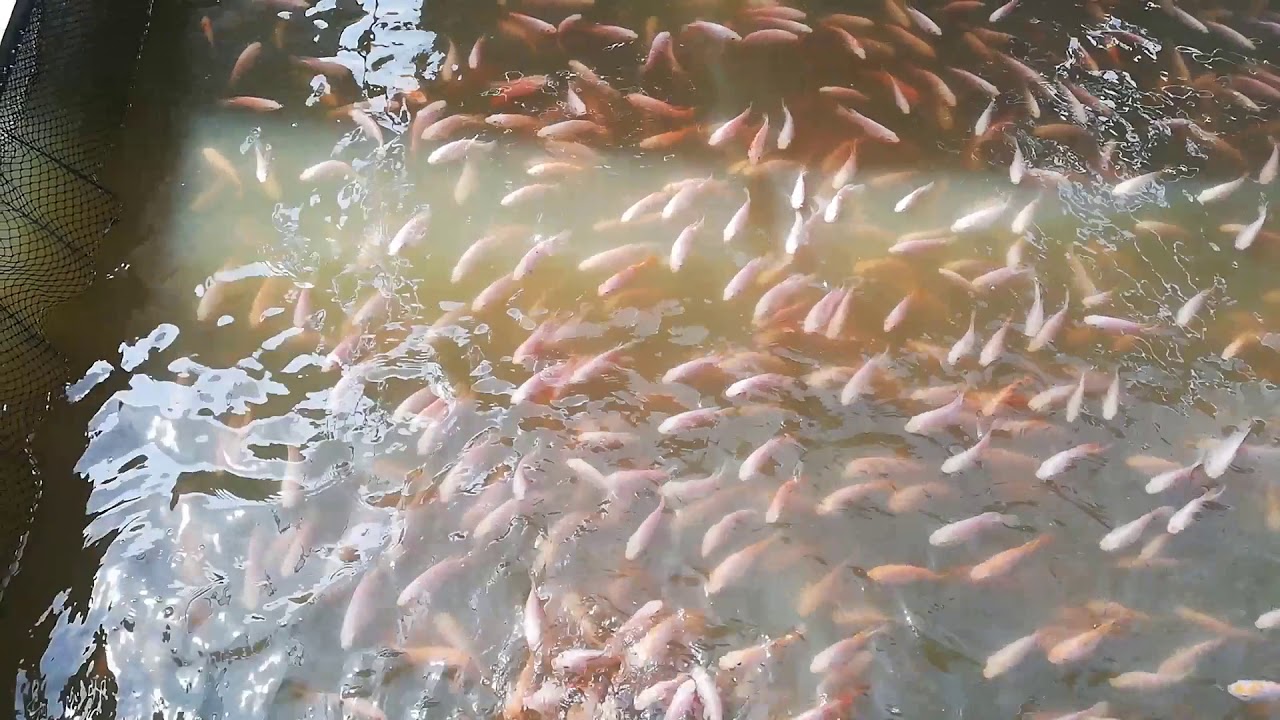 Fish pond crowded - YouTube