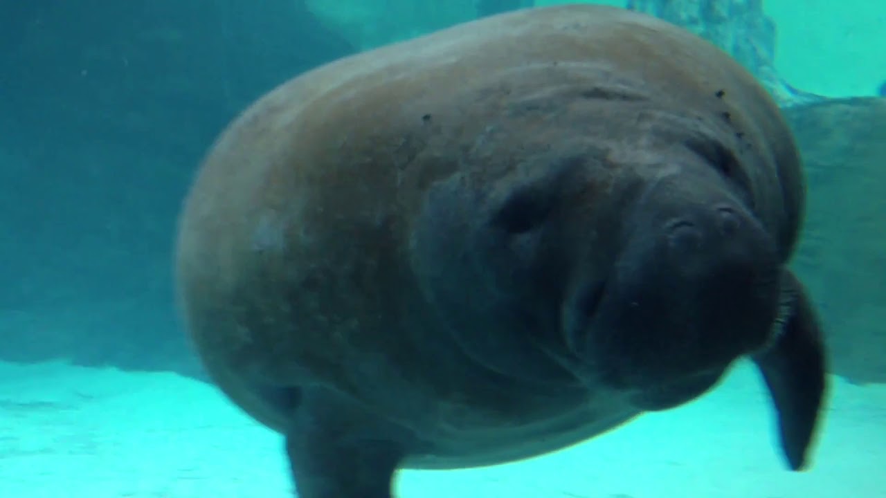 manatee fart - YouTube