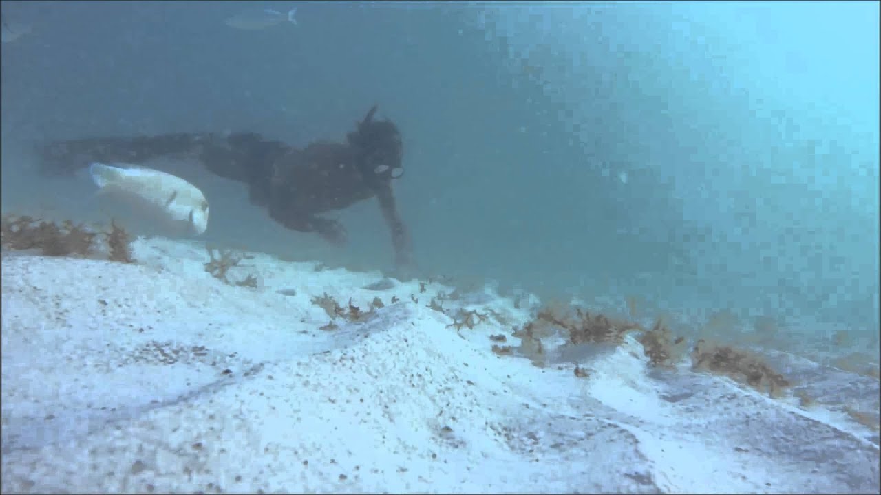 collecting olivella sp - YouTube