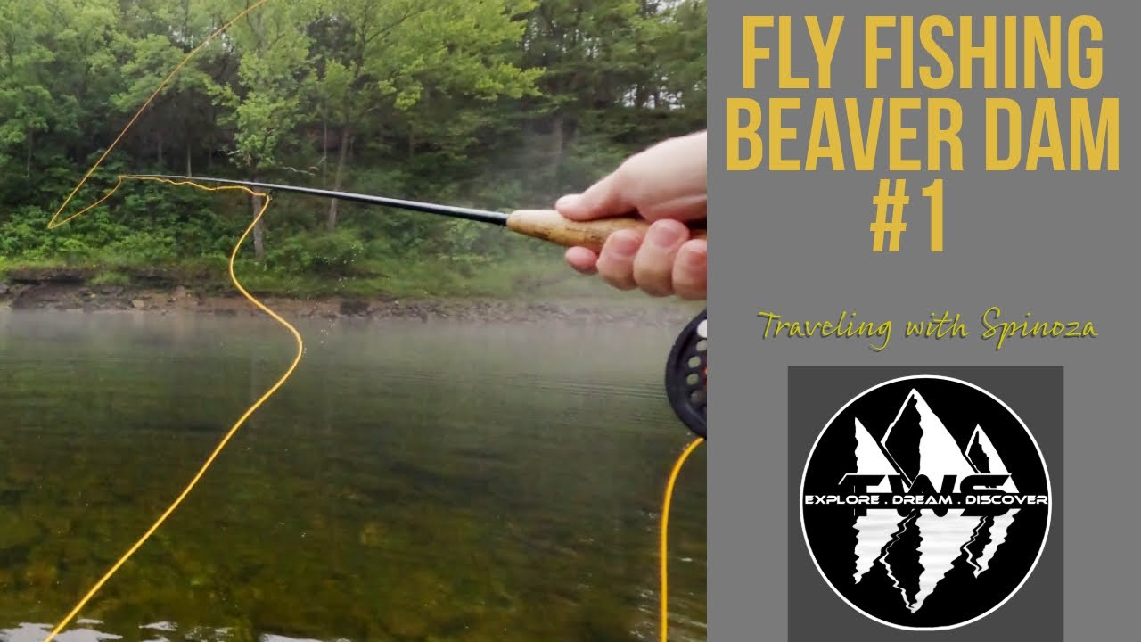 Fly Fishing Beaver Dam #1 - YouTube