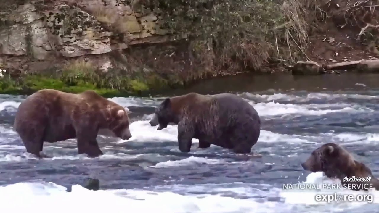 Katmai Bears 9-21-25. Bear #164 Pirates #912's Fish, then Moves #151 ...