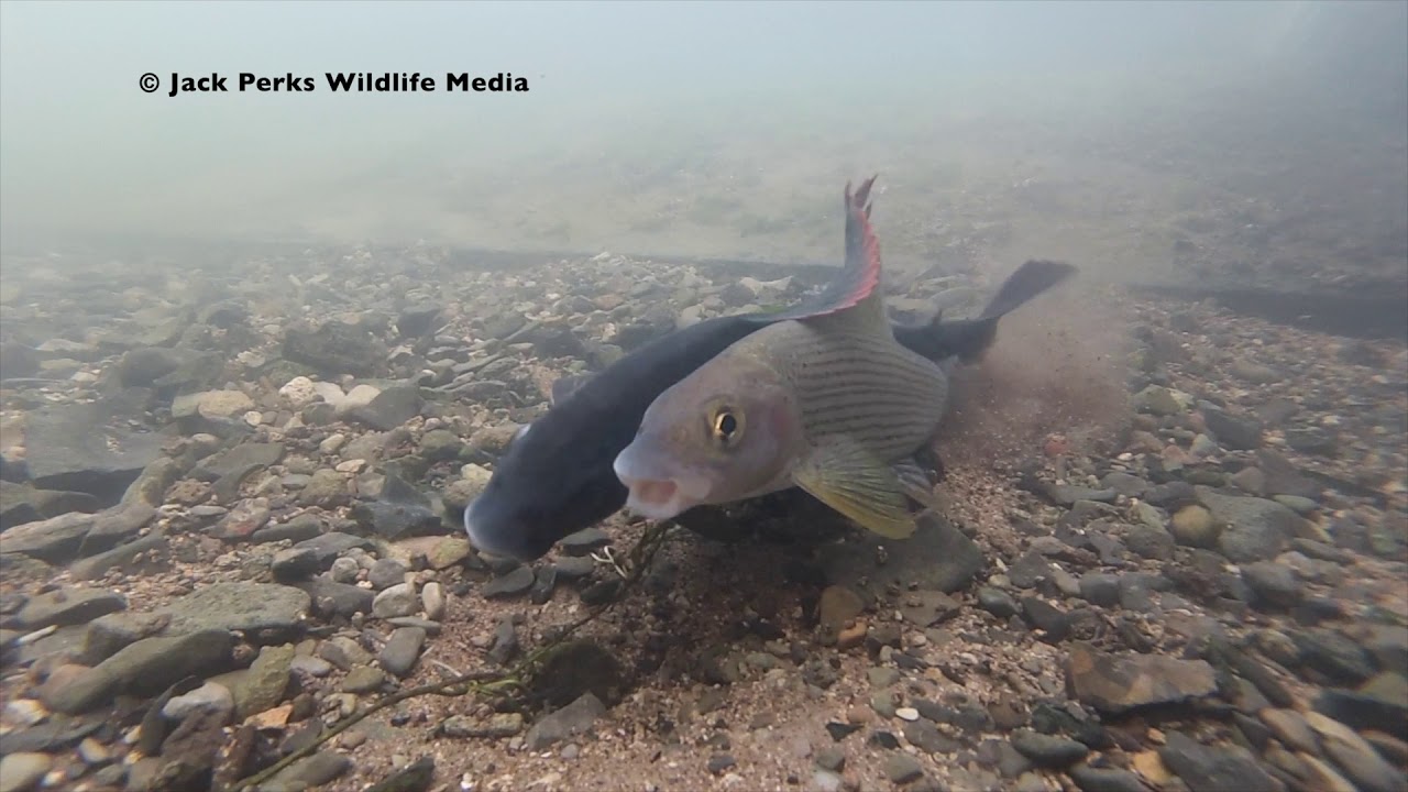 Grayling Life Cycle (STOCK FOOTAGE) - YouTube