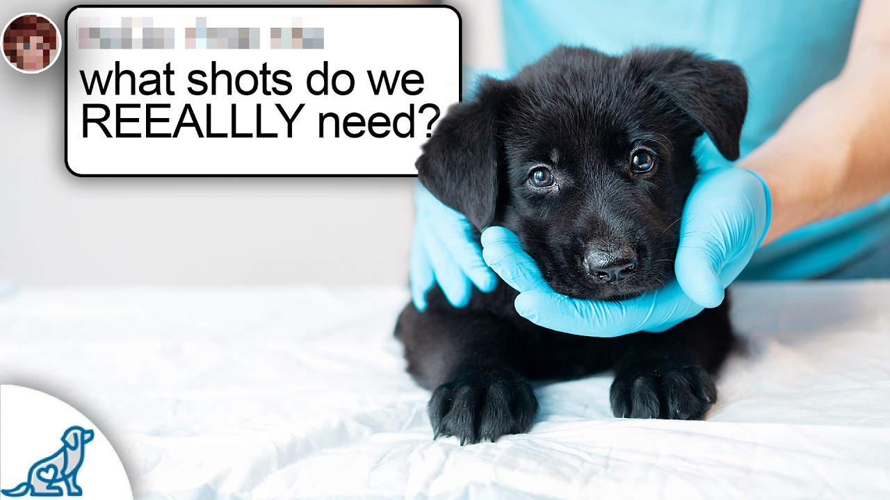 Veterinarian Reveals The TRUTH About Dog Myths - YouTube