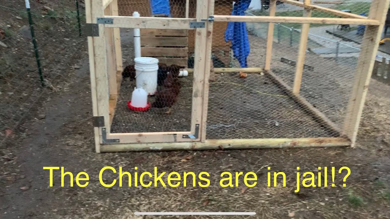 The Chickens got a new jail cell!? - YouTube