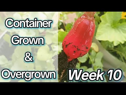 Week 10 Seedlings Update Container Grown & Overgrown Container Garden ...