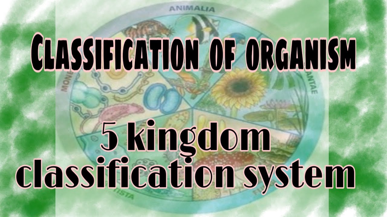 5 kingdom classification system| classification of organisms|B.sc| Upsc ...