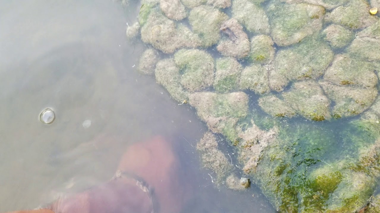 In the water find living thing - YouTube