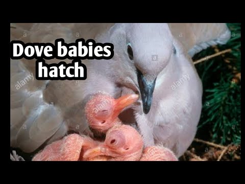 Dove eggs hatching, dove chicks video + useful tips - YouTube