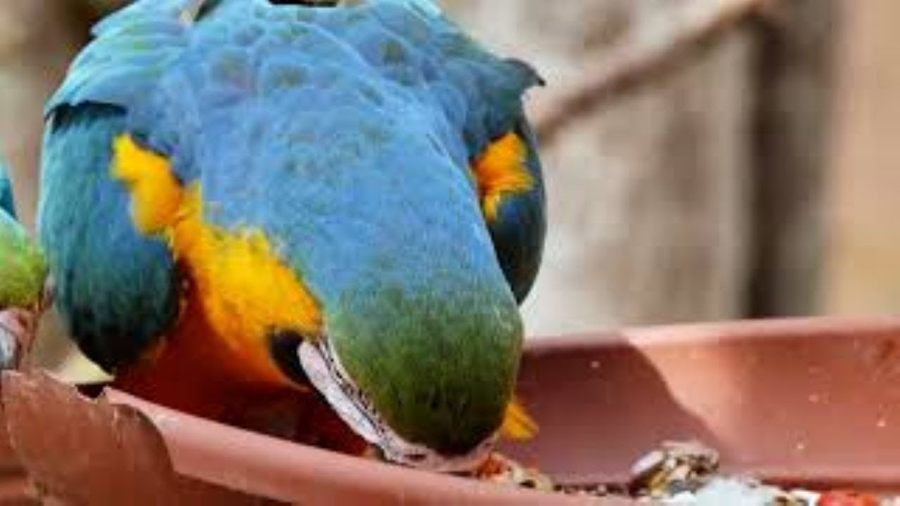 RELAXING MUSIC WITH BIRD VIDEO are the Perfect Sounds for Sleeping ...
