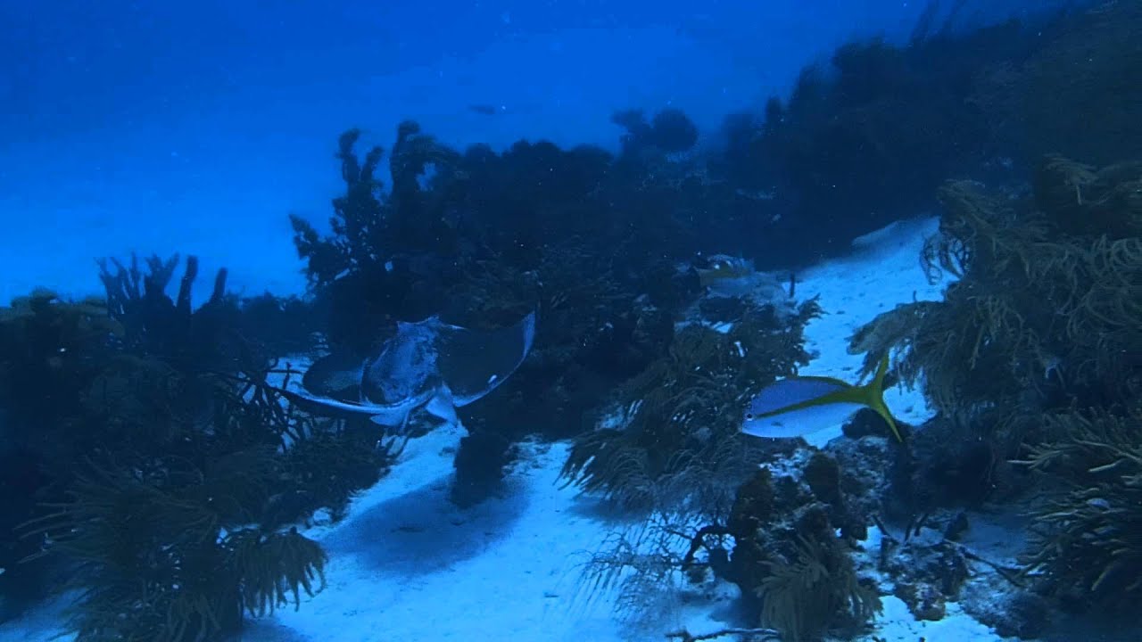 Coki Dive Center - YouTube