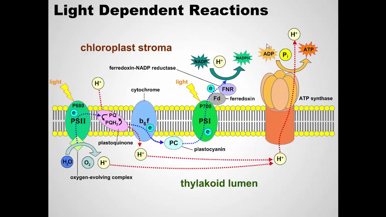 AP Bio Prep - Photosynthesis details - YouTube