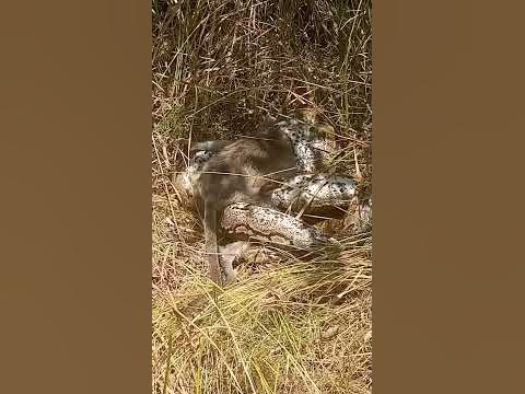 incredible Africa rock python on a kill.okavango delta - YouTube