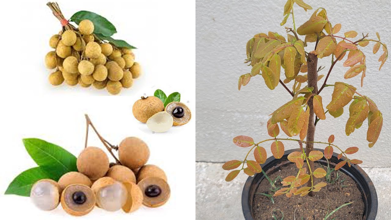 Unique Skill Propagation Longan fruit Tree Growing Fast Use aloe Vera ...