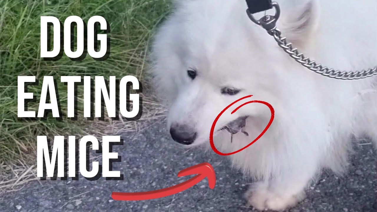 Dog Eats Mouse Alive [ ! squeaky sounds ! ] - YouTube