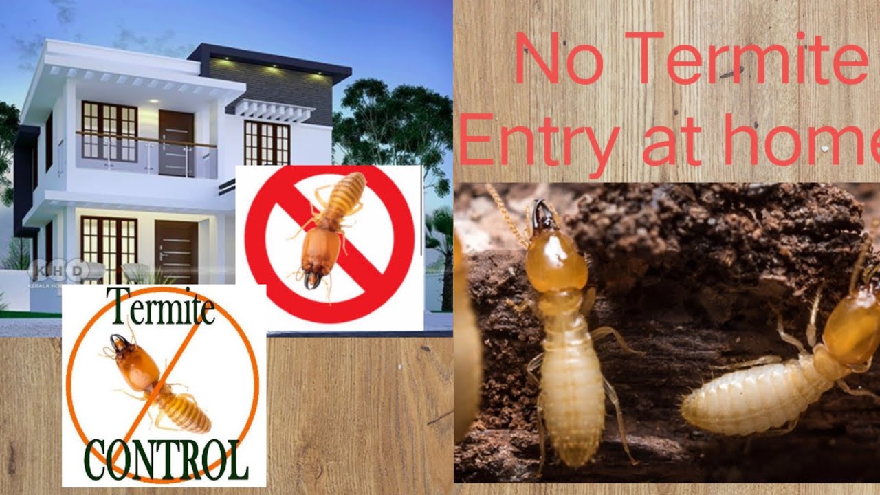 how to stop termite entry at home |Termite treatment | termite control ...