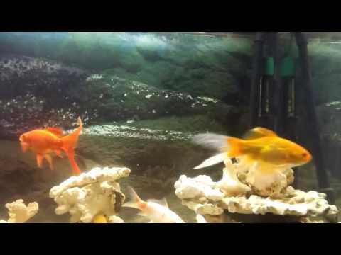 Japon balığı yumurtlamasi, çiftleşmesi, balık yumurtaları