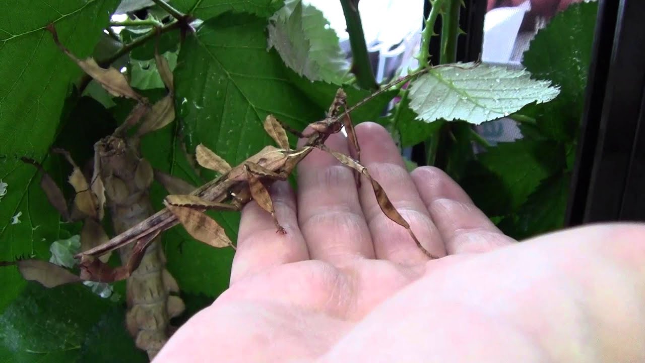 Australian giant prickly stick insect - YouTube