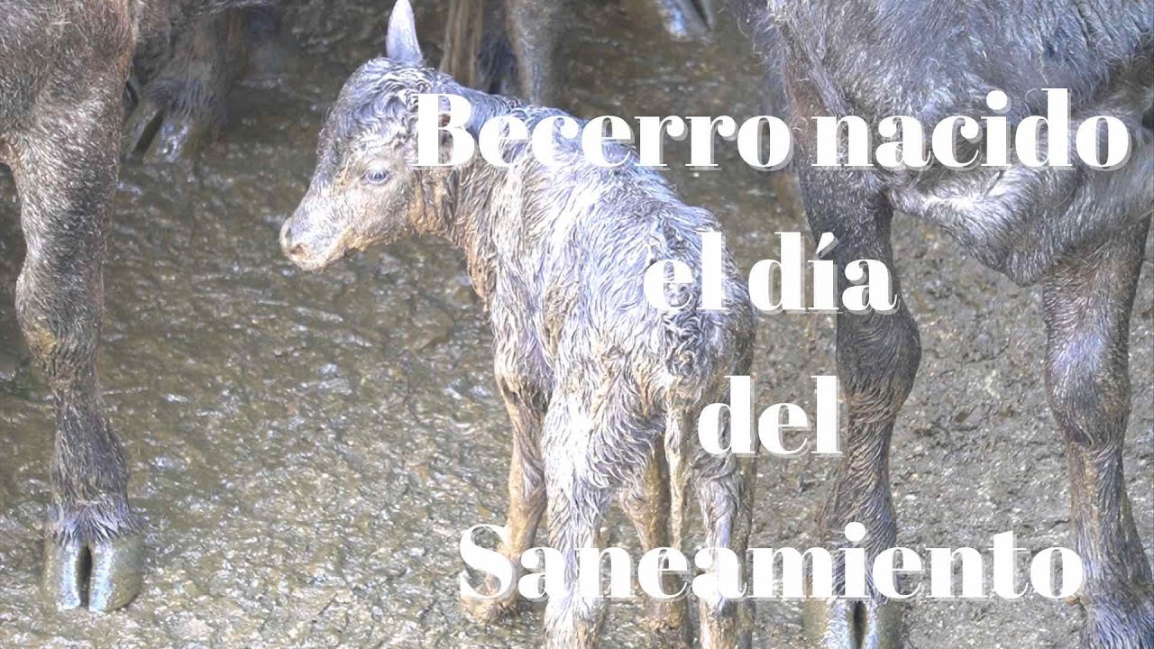 BECERRILLO hijo de Cobradiezmos NACIDO el mismo dia del SANEAMIENTO ...