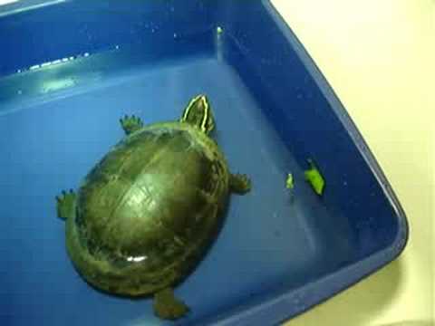 Malayan Box Turtle Eating - YouTube