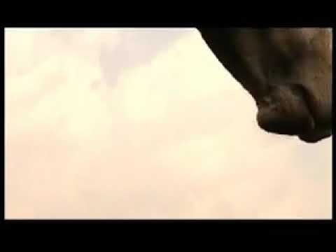Demelash Nigussie "Lula" Music Arrangement Amanuel Bekele - YouTube